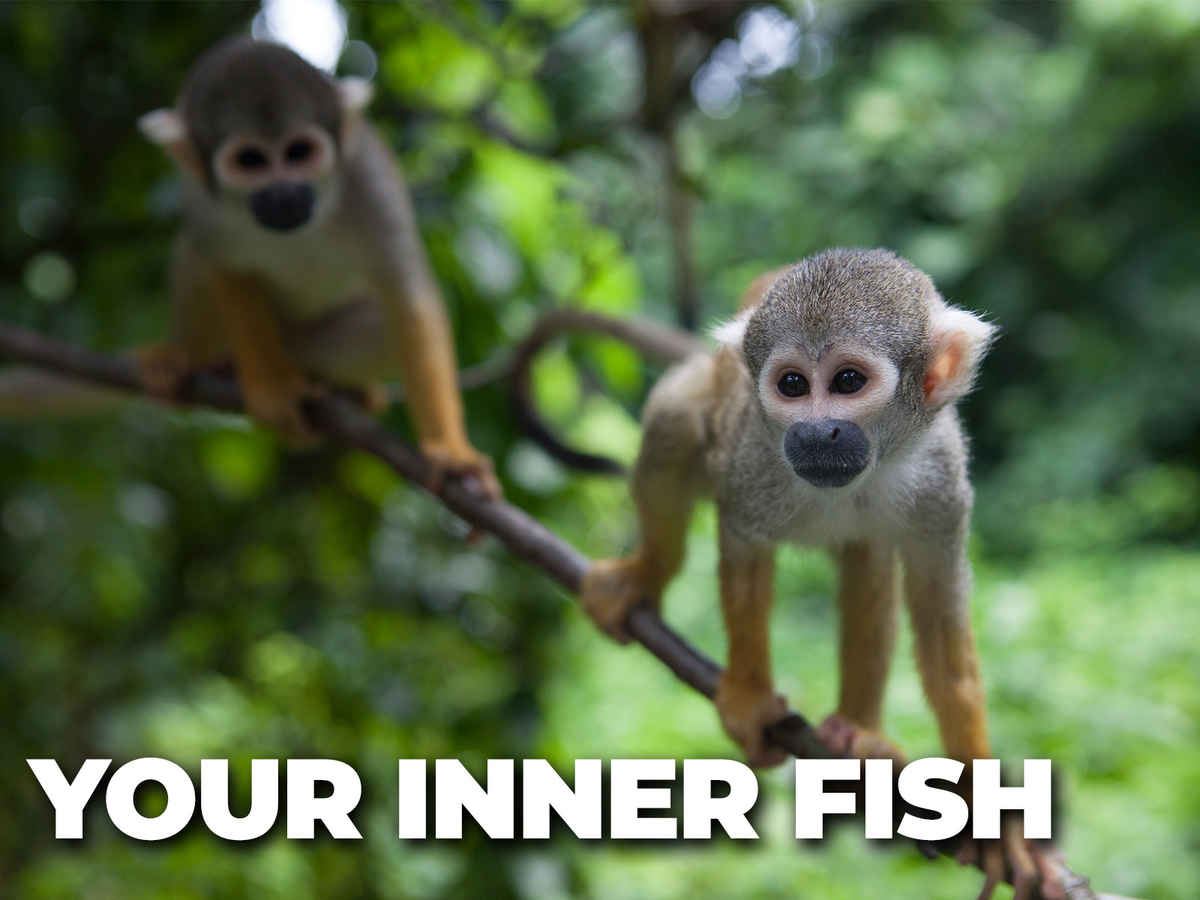 Watch Your Inner Fish Online, All Seasons or Episodes, | Show/Web Series