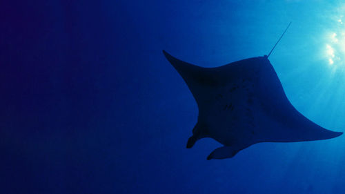 Watch Blue Planet Web Series Online, All Seasons and Episodes | Hindi ...