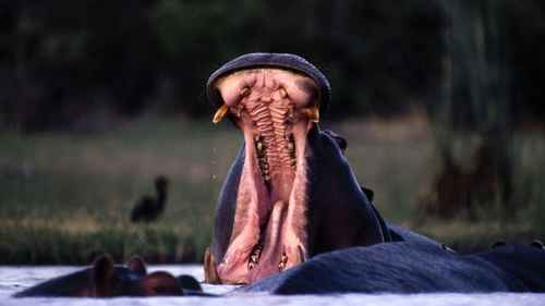 Watch Hunter vs. Hunted Web Series Online, All Seasons and Episodes ...