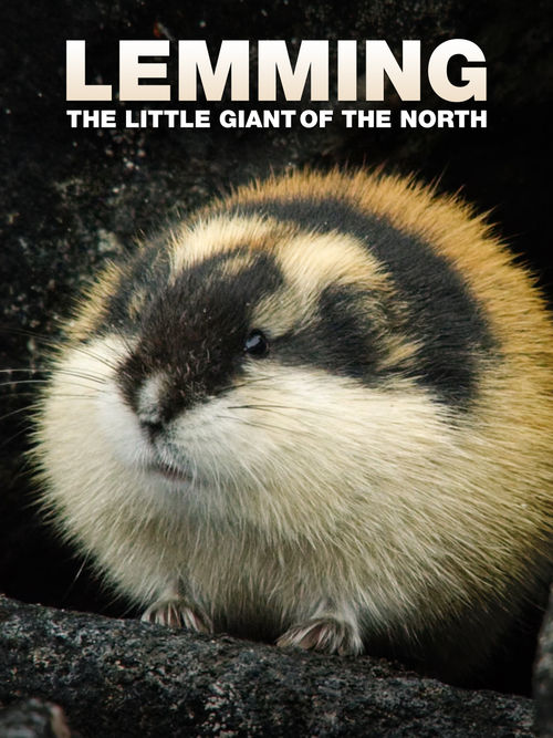 Lemming - The Little Giant of the North Movie (2023) | Release Date ...