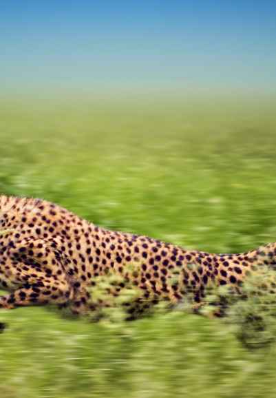 Watch Man, Cheetah, Wild Online, All Seasons or Episodes, Documentary ...