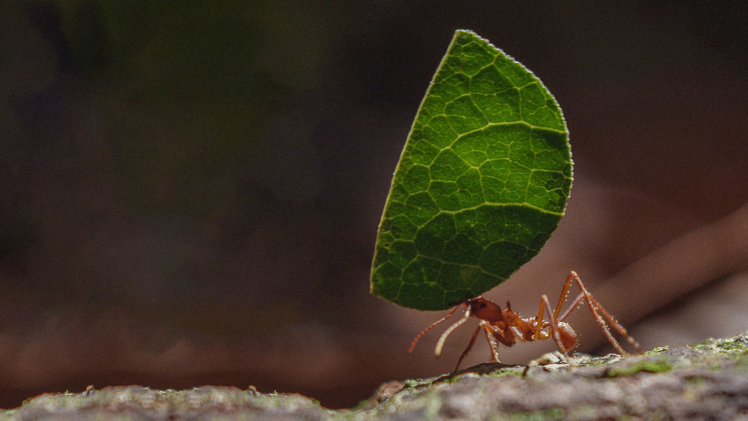 Watch Nature's Greatest Talents Online, All Seasons or Episodes ...