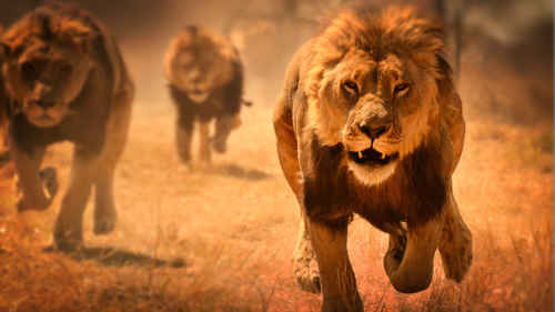 Watch Predator Web Series Online, All Seasons and Episodes | Hindi Show ...