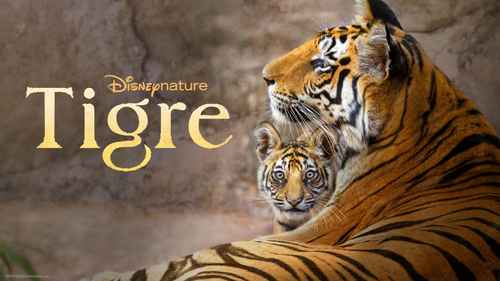 Tiger Movie (2024) | Release Date, Cast, Trailer, Songs, Streaming ...