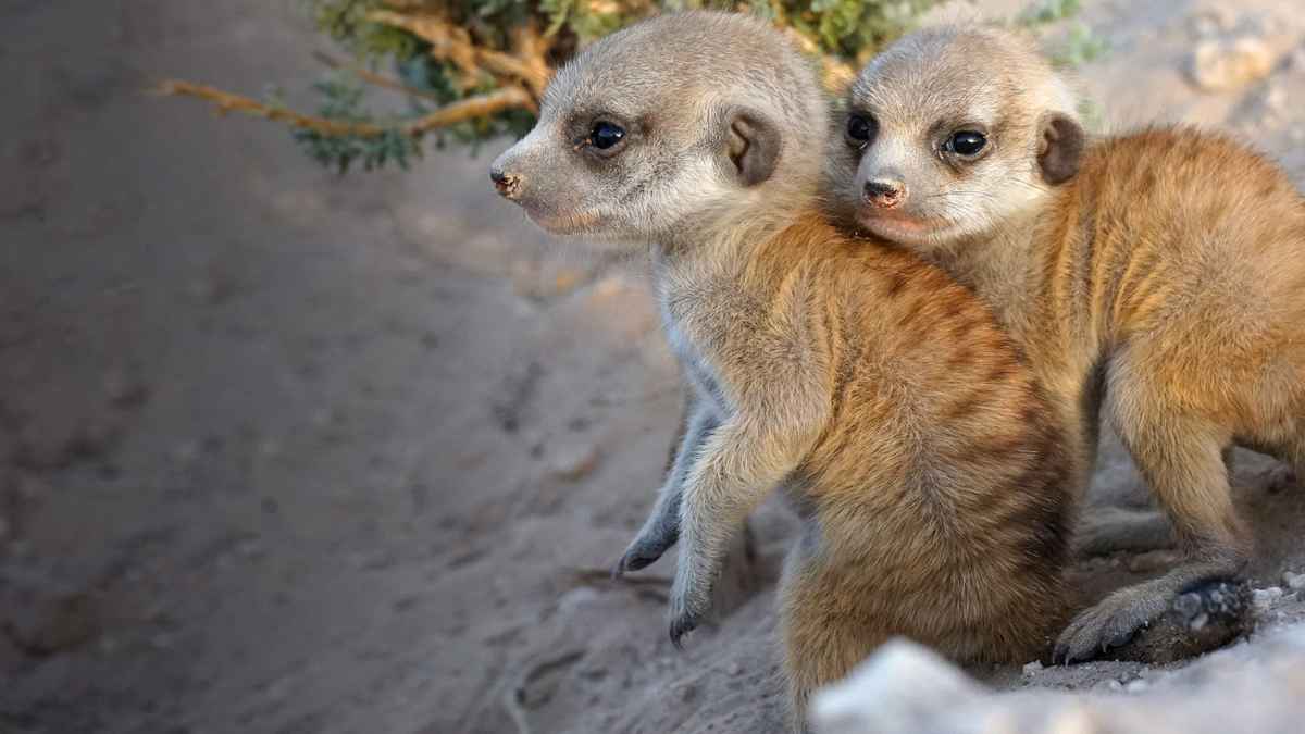 Watch In the Womb: Animal Babies Online, All Seasons or Episodes ...