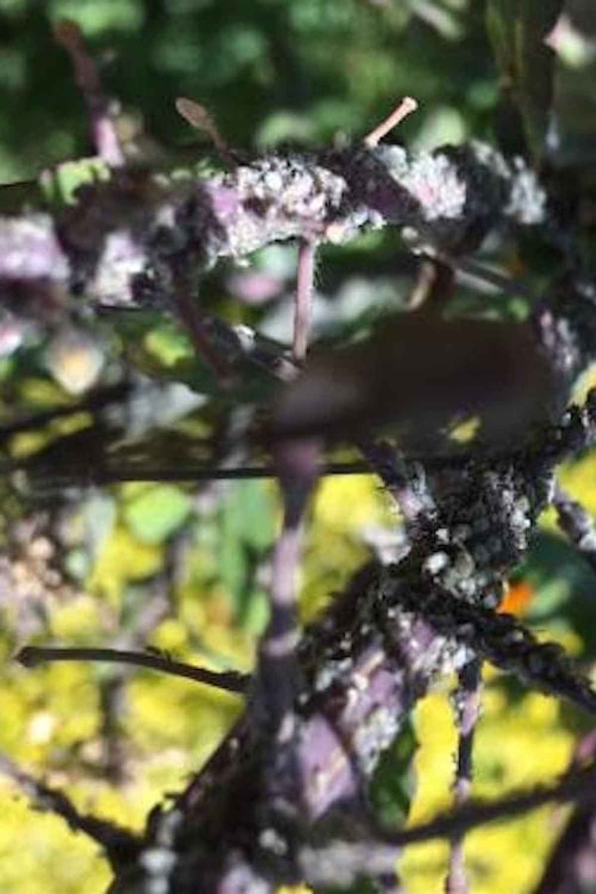 Interval Movie (2022) | Release Date, Cast, Trailer, Songs