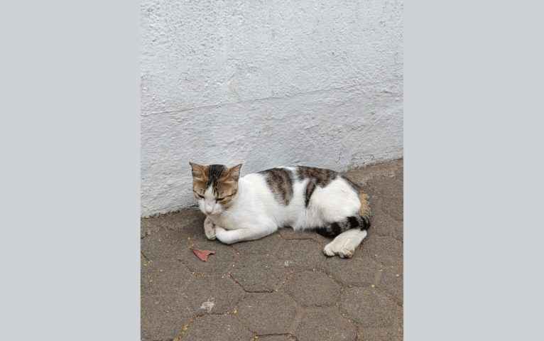 iQOO Neo9 Pro to come with a major camera upgrade: Sample shots to give ...