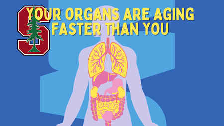 Scientists develop blood test that reveals how fast your organs are aging